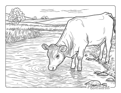 Free Cow Coloring Pages for Kids & Adults (PDF Printables)