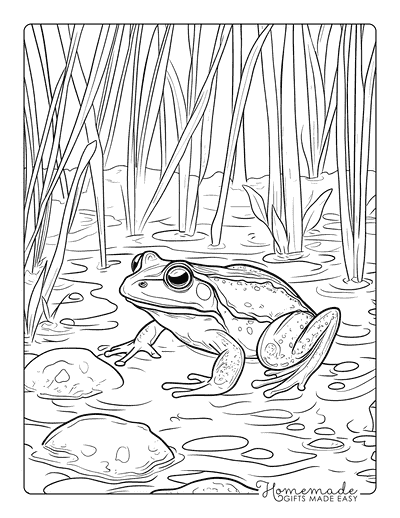 Free Frog Coloring Pages for Kids and Adults (PDF Printables)